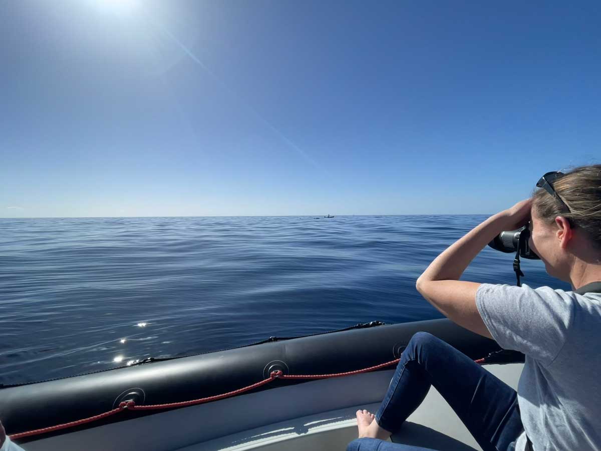 Nachhaltiges Whale Watching vor Teneriffa: unsere Erfahrungen